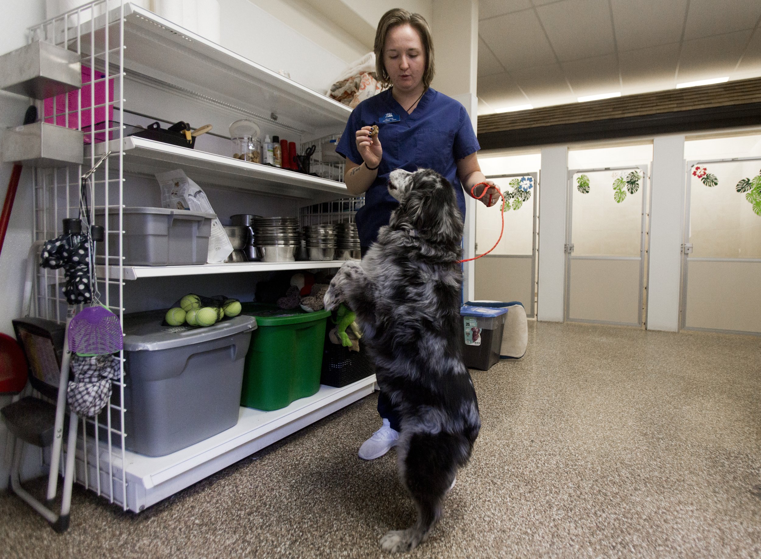 Utah pet vet housed many animals during wildfire evacuations | AP News