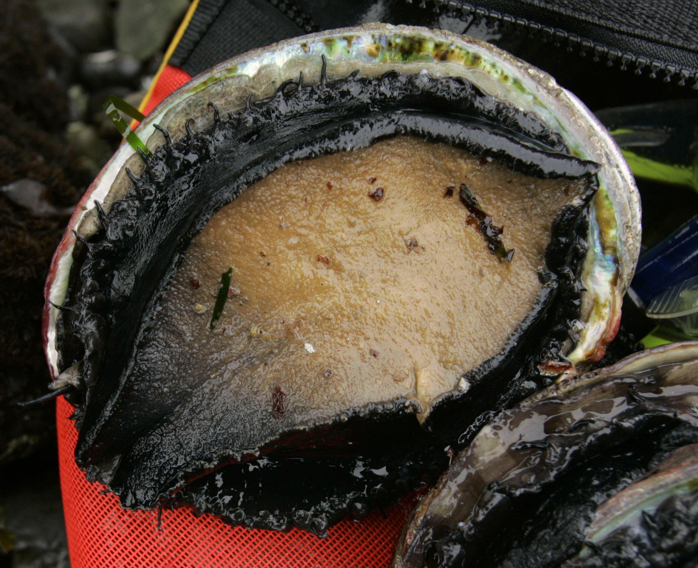 Officials recommend canceling red abalone fishing season | AP News