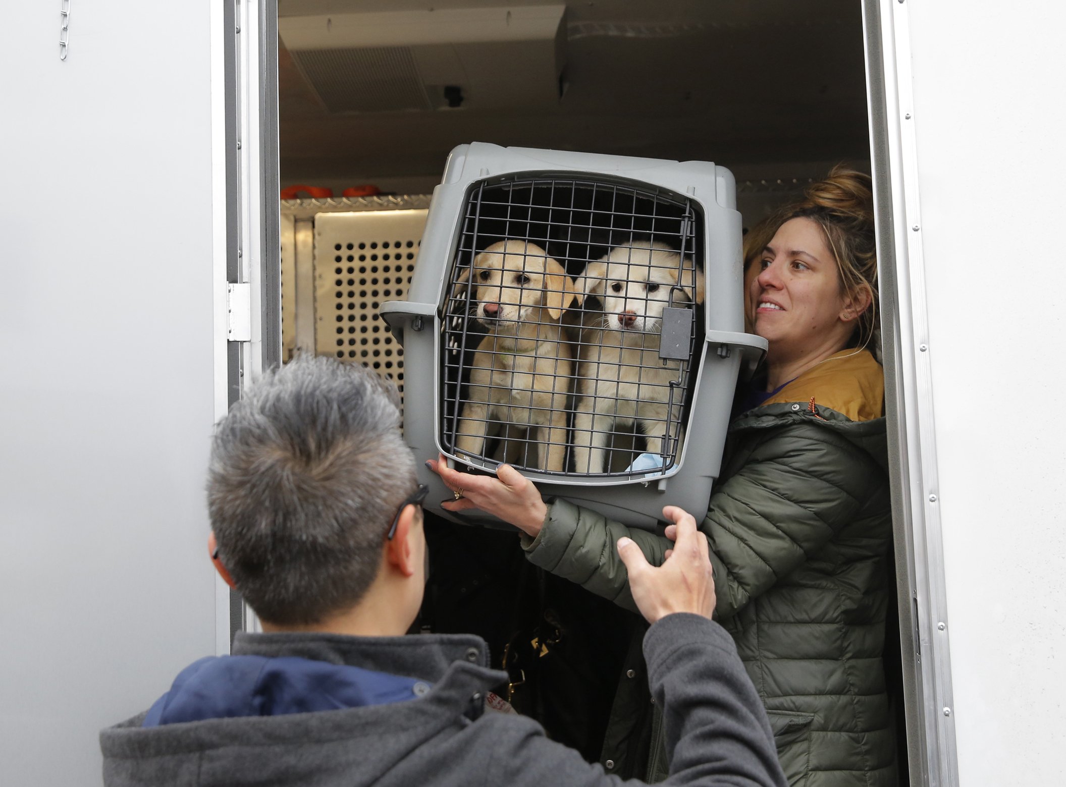 46 dogs, saved from slaughter, arrive in NY from South Korea | AP News