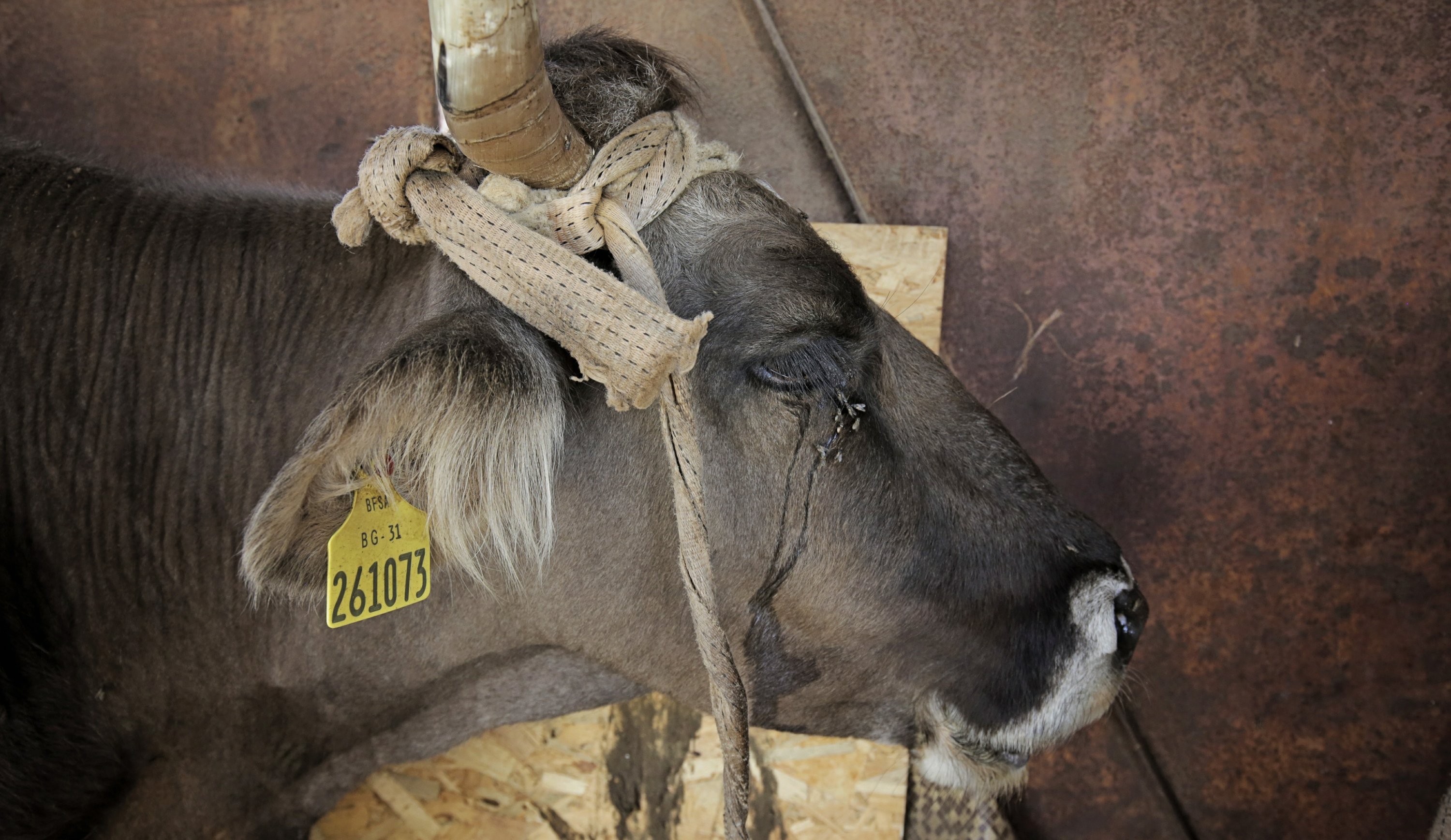 Her life saved, Bulgarian cow Penka waits to rejoin herd | AP News