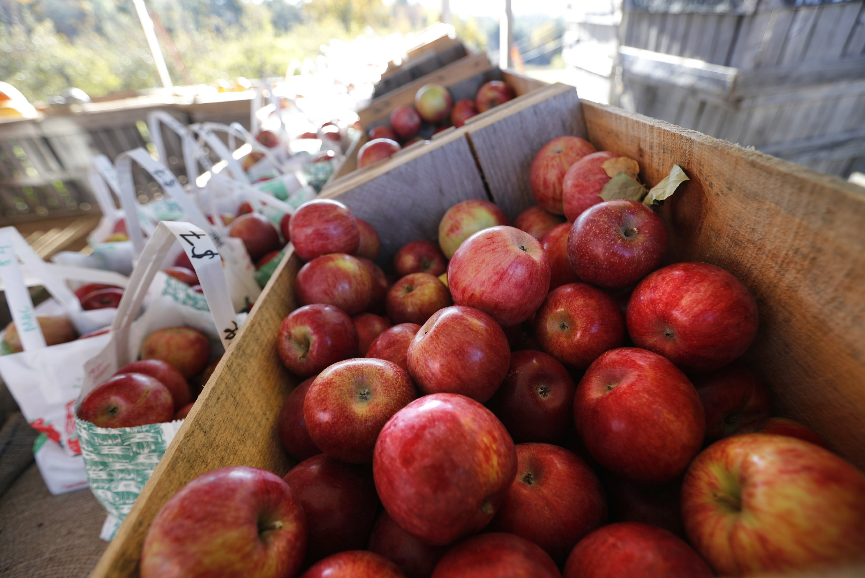 A few bad apples, but mostly good ones in New England's crop | AP News