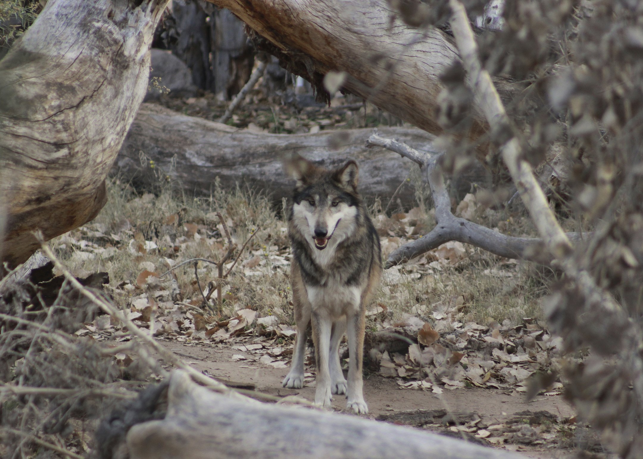 Gray wolf arrives at New Mexico zoo for recovery program | AP News