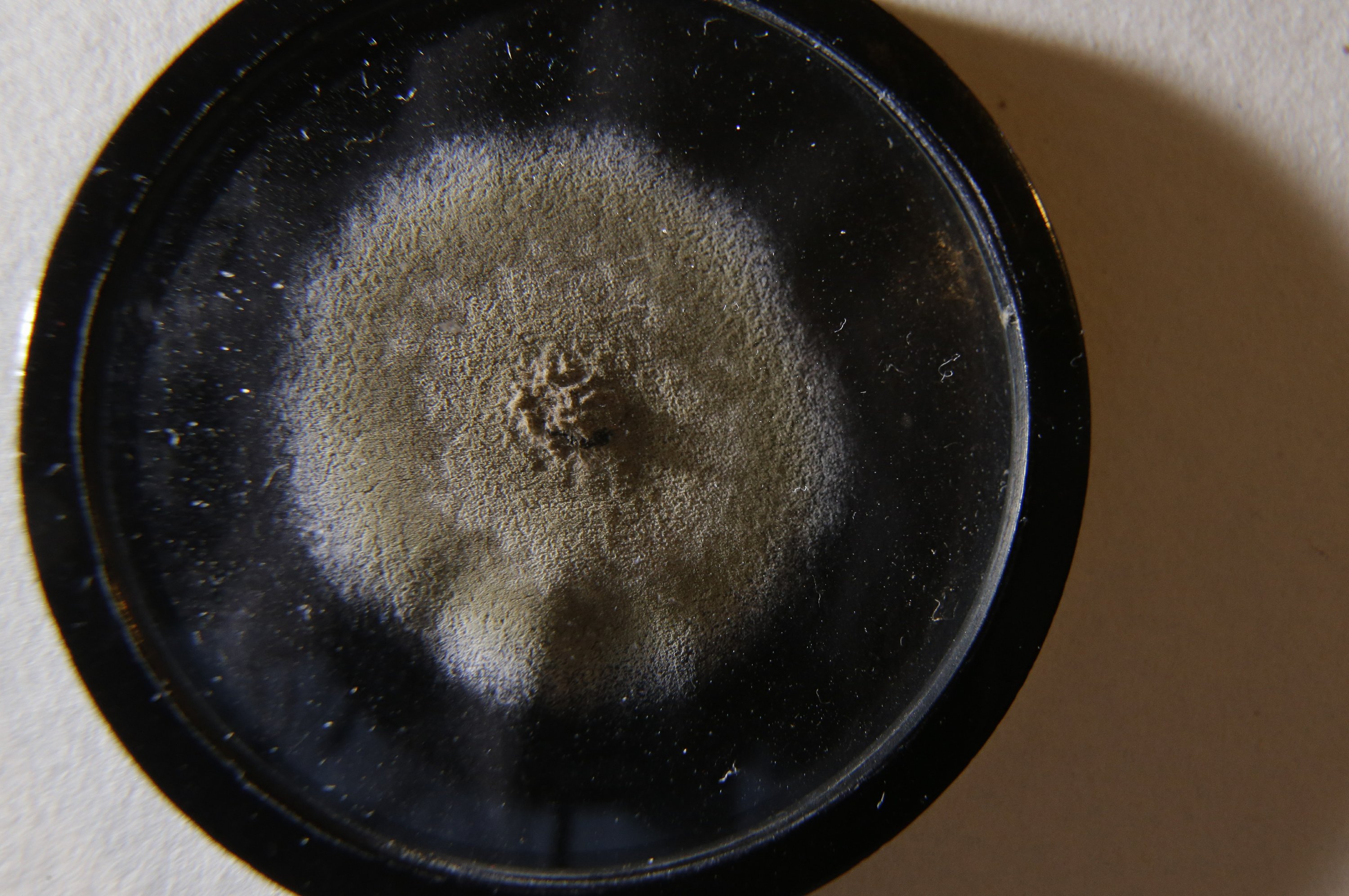 Old mold from penicillin discoverer auctioned for $14,617 | AP News