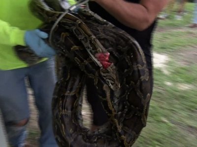 Florida marks milestone in Everglades python control program | KONK Life