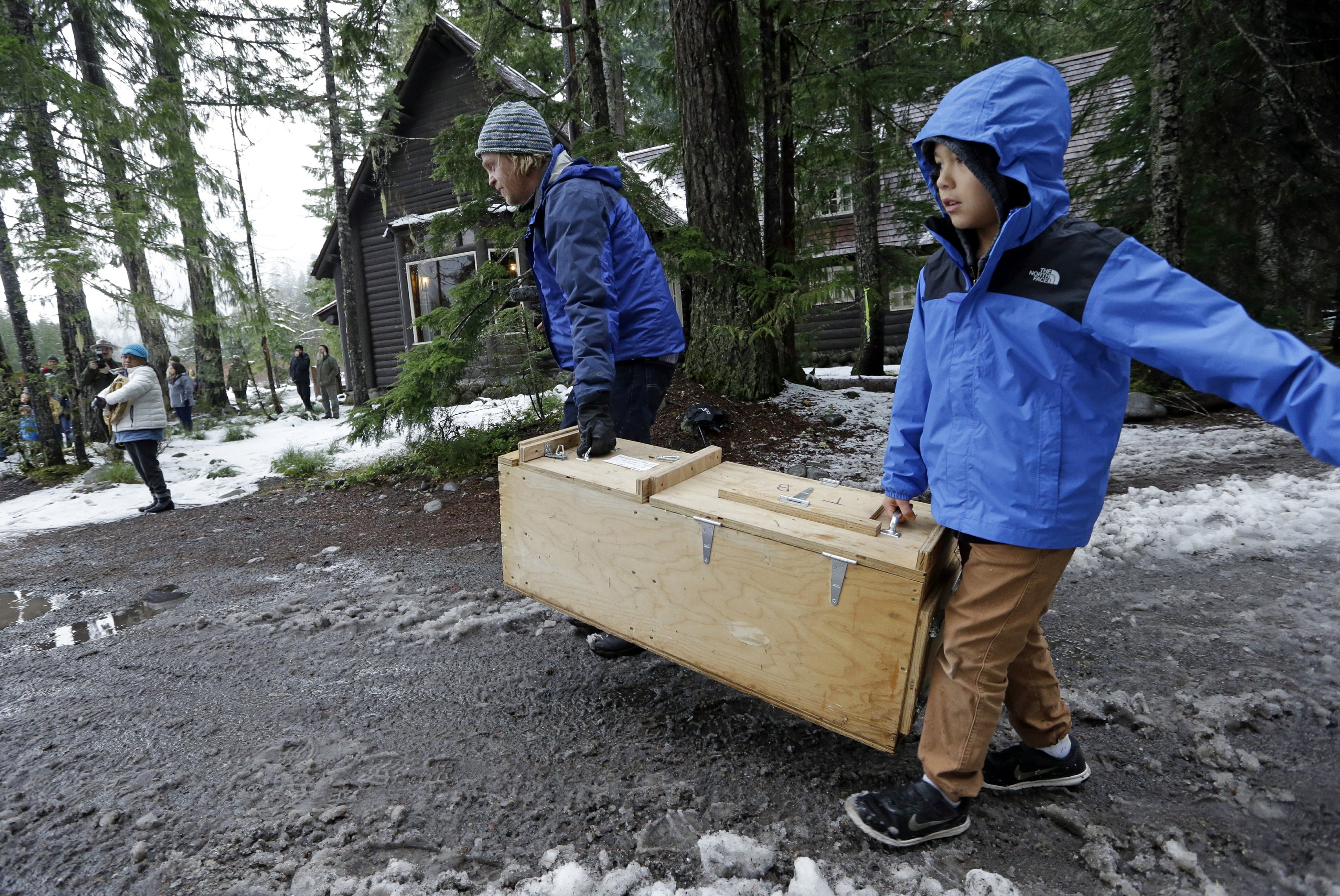 Rare weasel species makes a comeback in Washington state | AP News