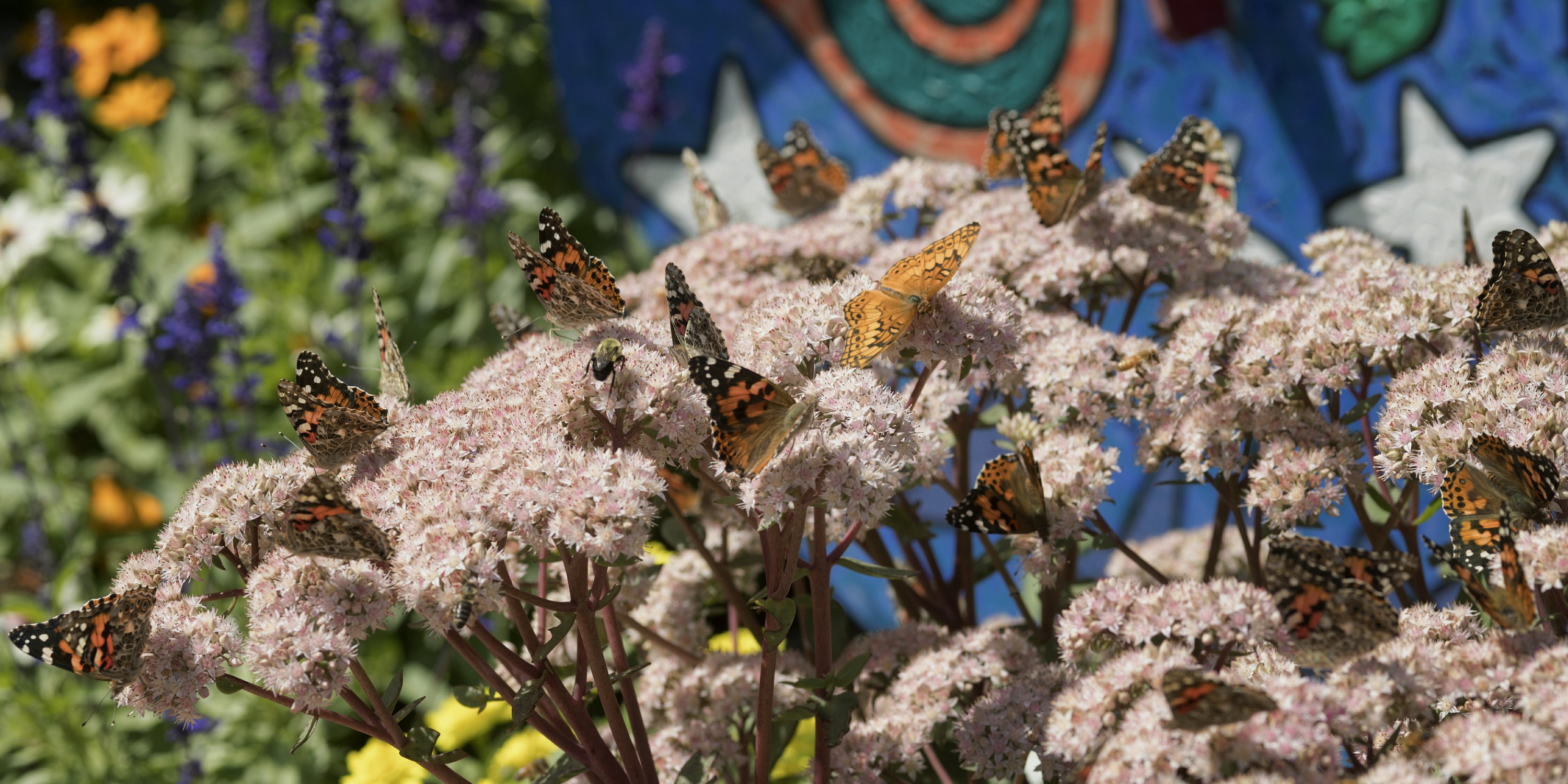 Nebraska sees spike in butterfly population | AP News