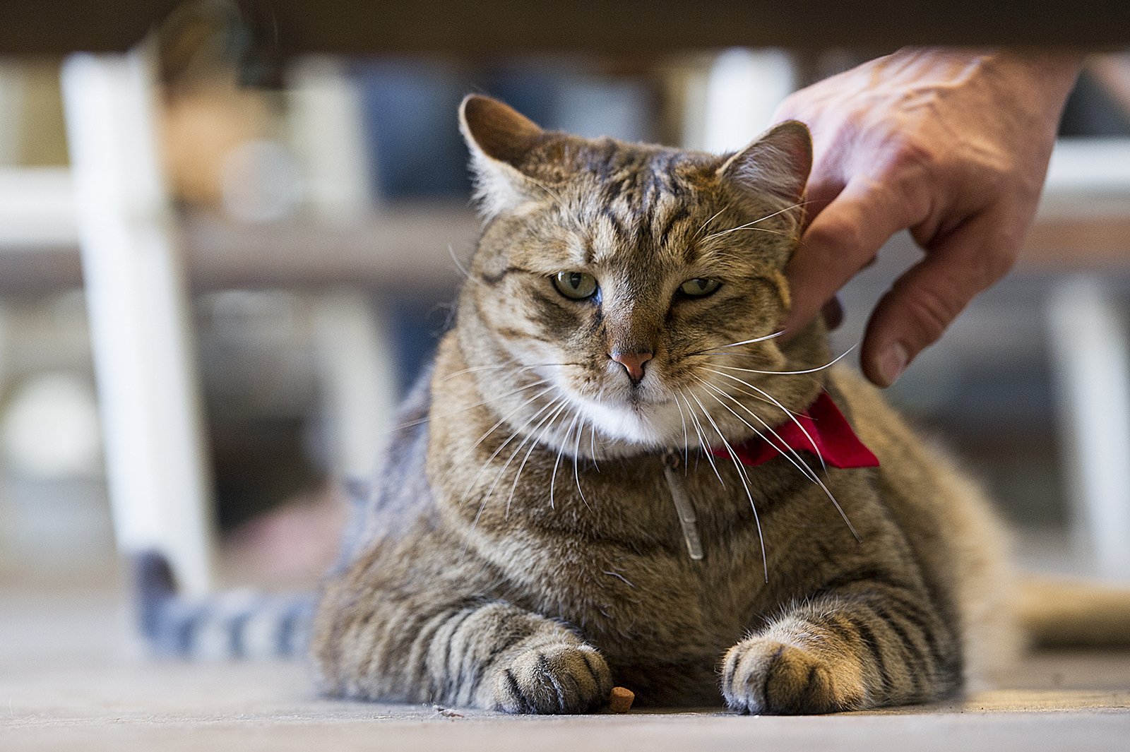 Bend gallery owners run cat for mayor as sign-code protest | AP News