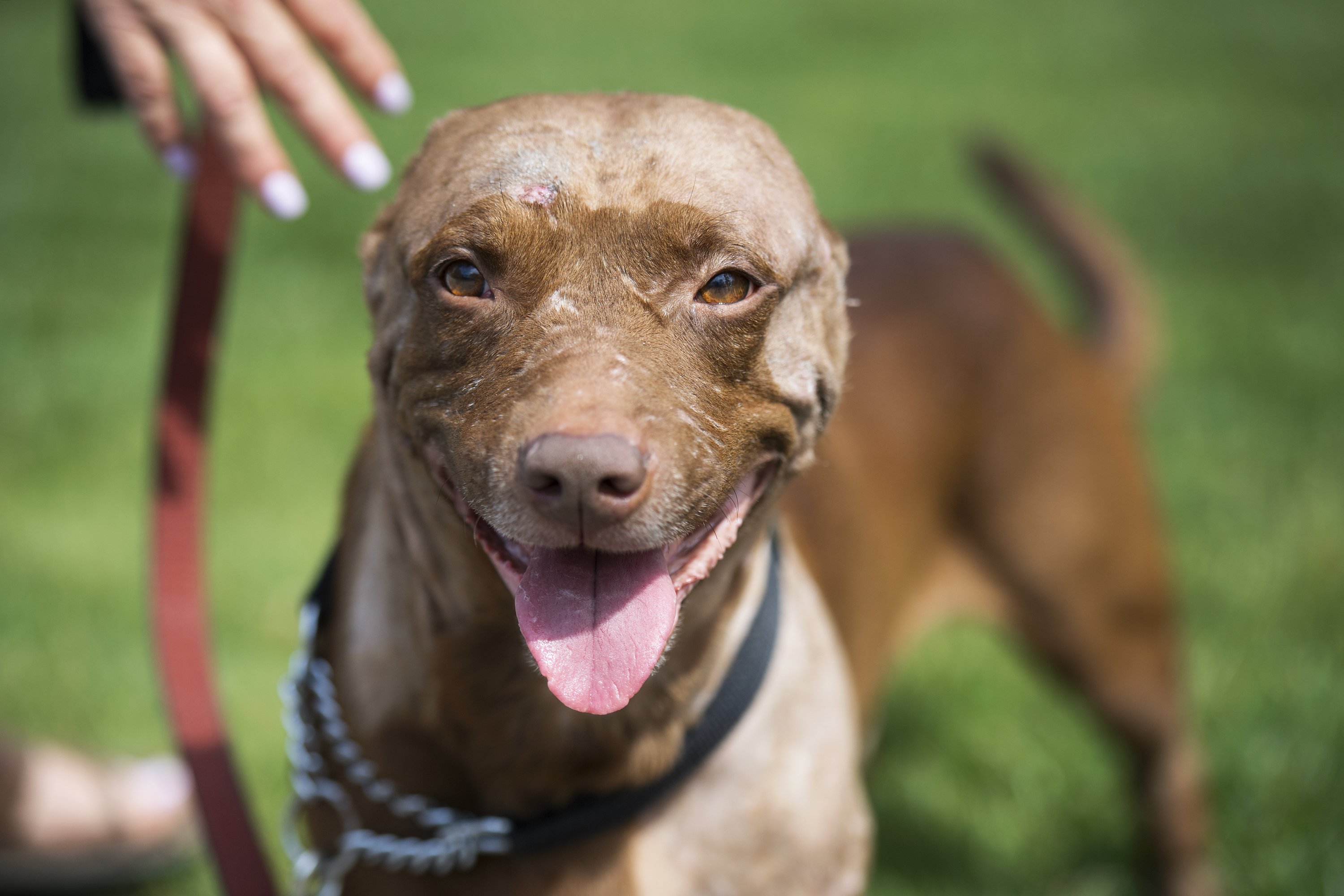 Dog that lost ears in attack now healed, looking for home | AP News