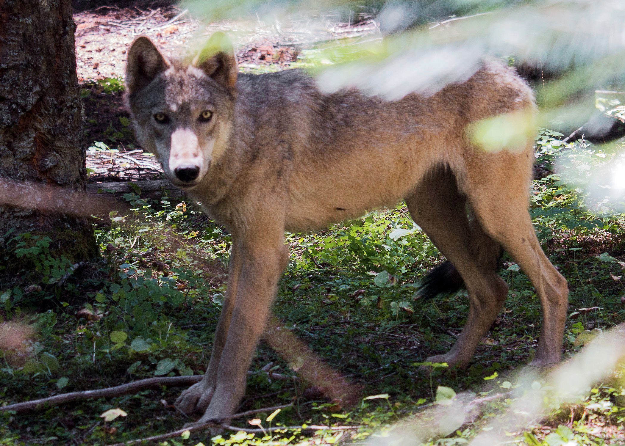 Wolf pups born in Oregon's Cascade Mountains | AP News