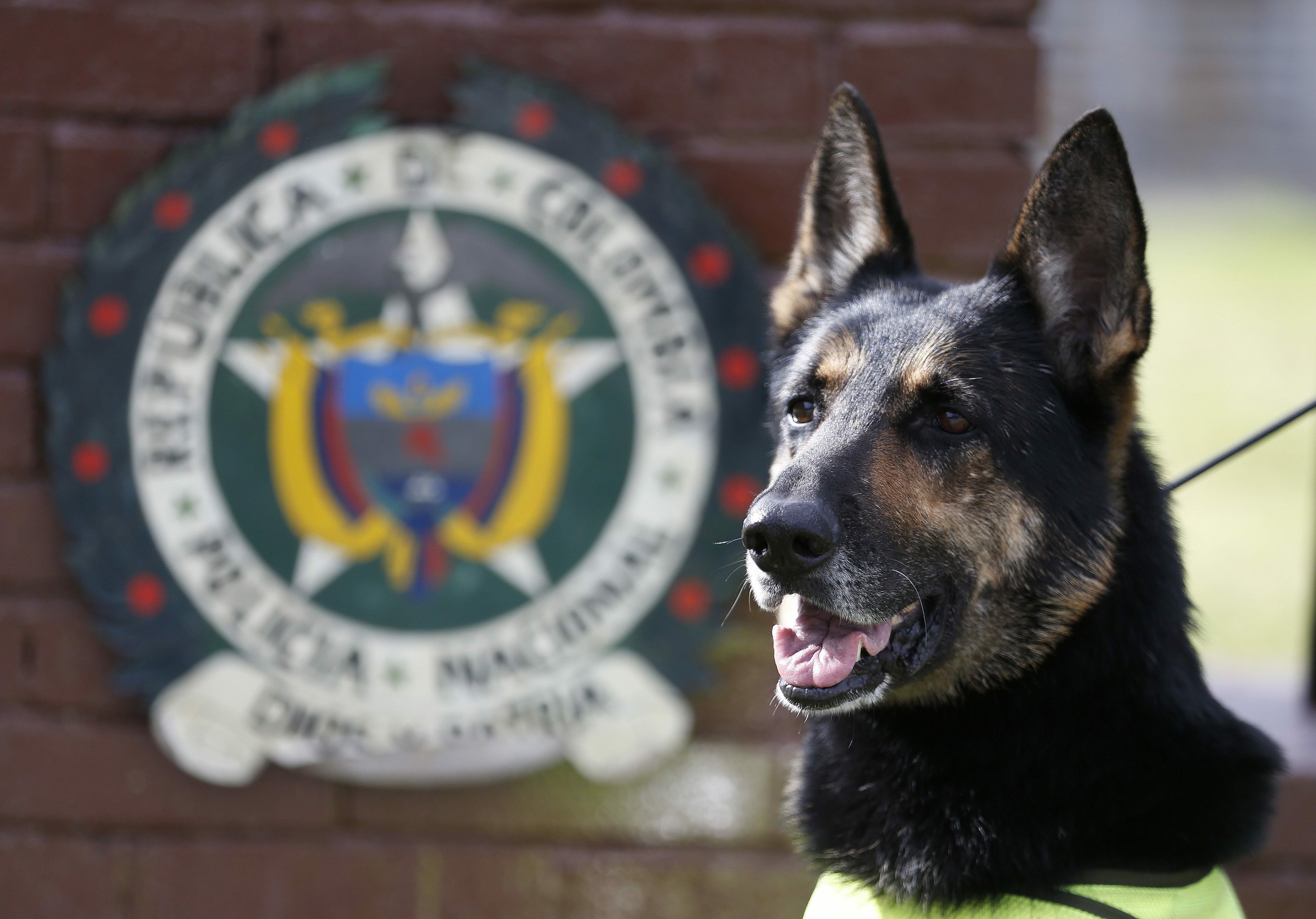 Extraordinary drug dog worries Colombian cartel | AP News