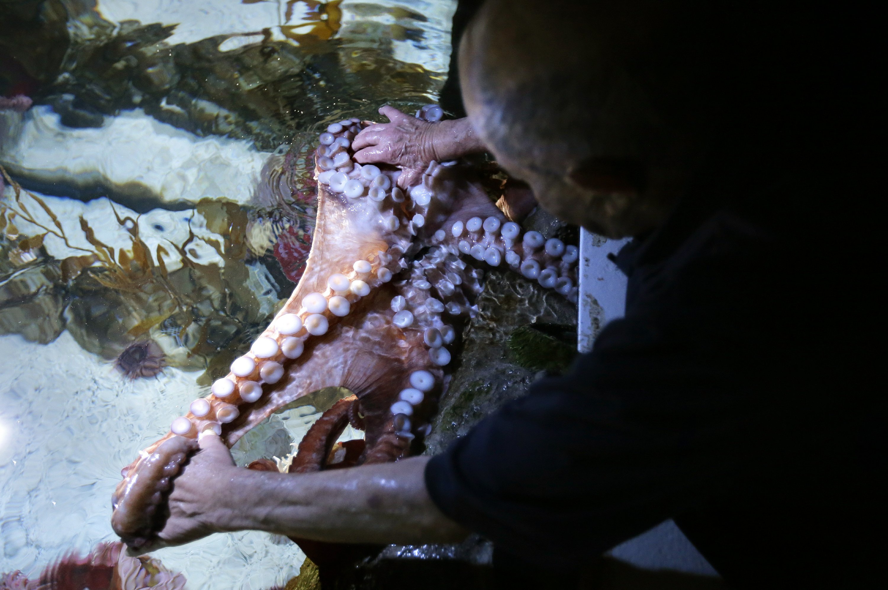 Armed with affection, octogenarian is an 'octopus whisperer' | AP News