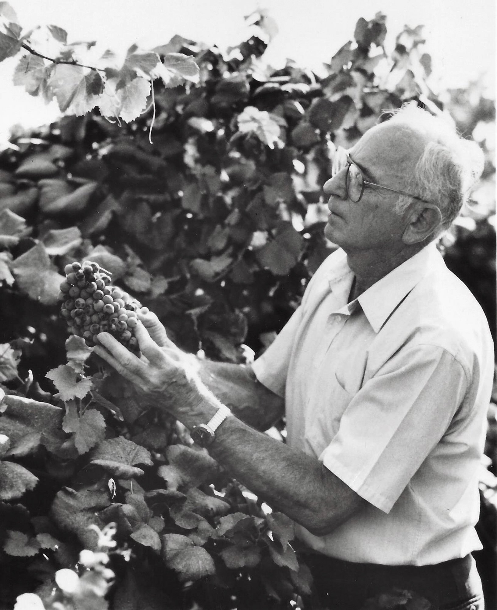 Pioneering grape grower in central California dies at 95 | AP News