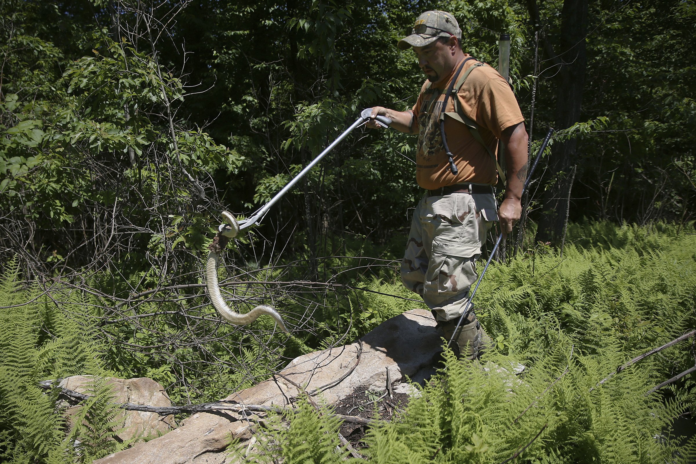 Venomous passion: Snake hunters head to the hills | AP News