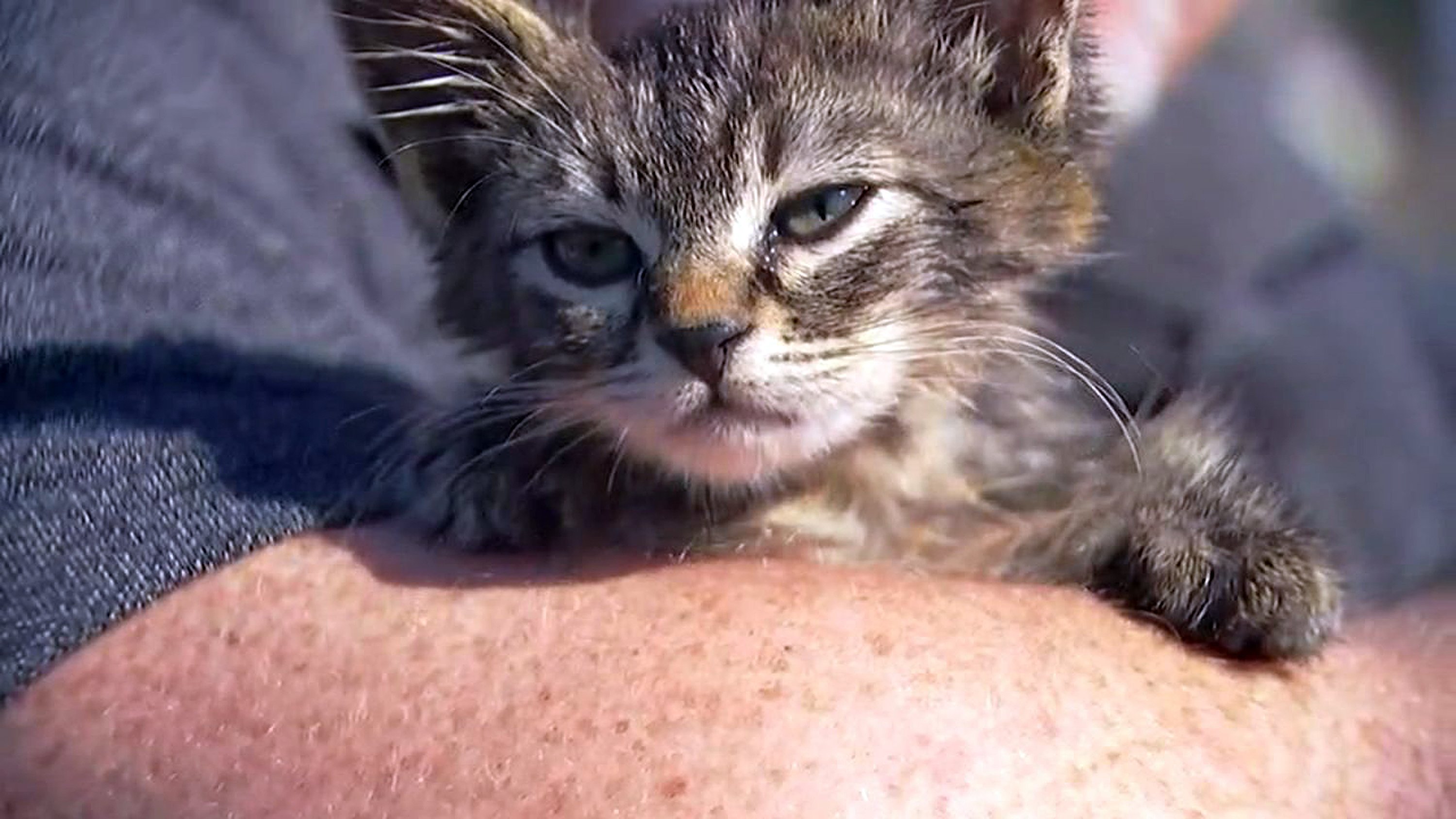 Hombre rescata a gatito pegado a una carretera | AP News