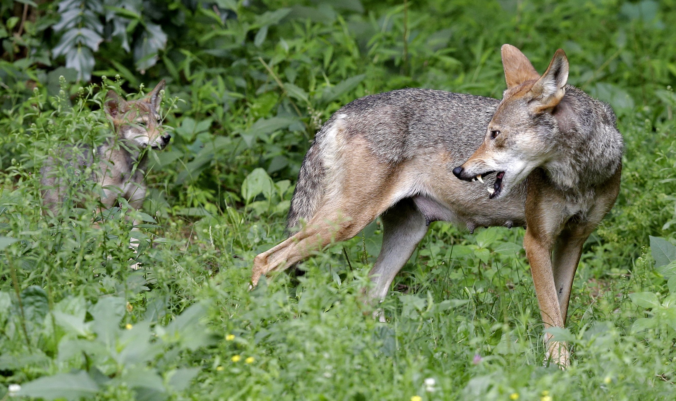 US proposes shrinking last endangered red wolf habitat | AP News