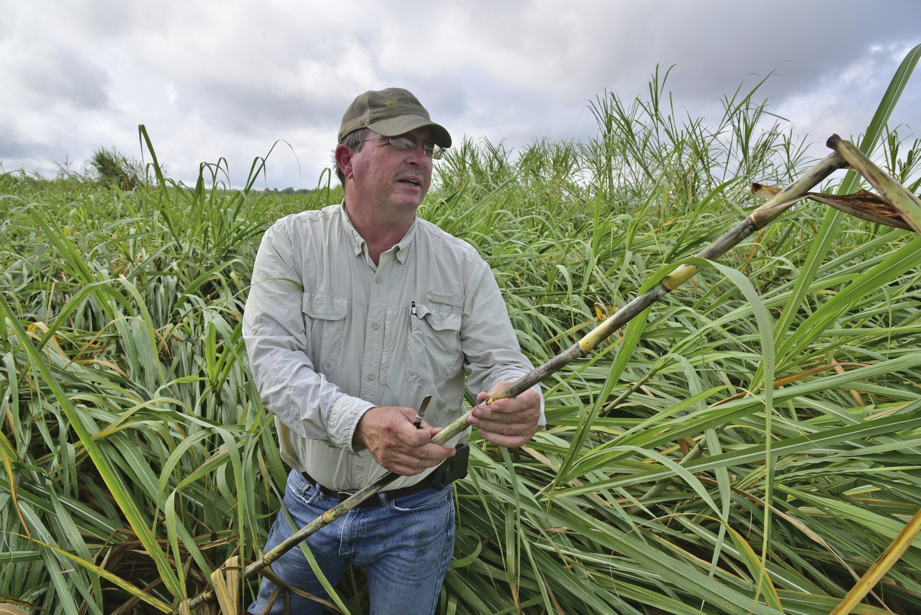 How Much Do Sugar Cane Farmers Make Farmer Foto Collections how-much-do-sugar-cane-farmers-make-farmer-foto-collections