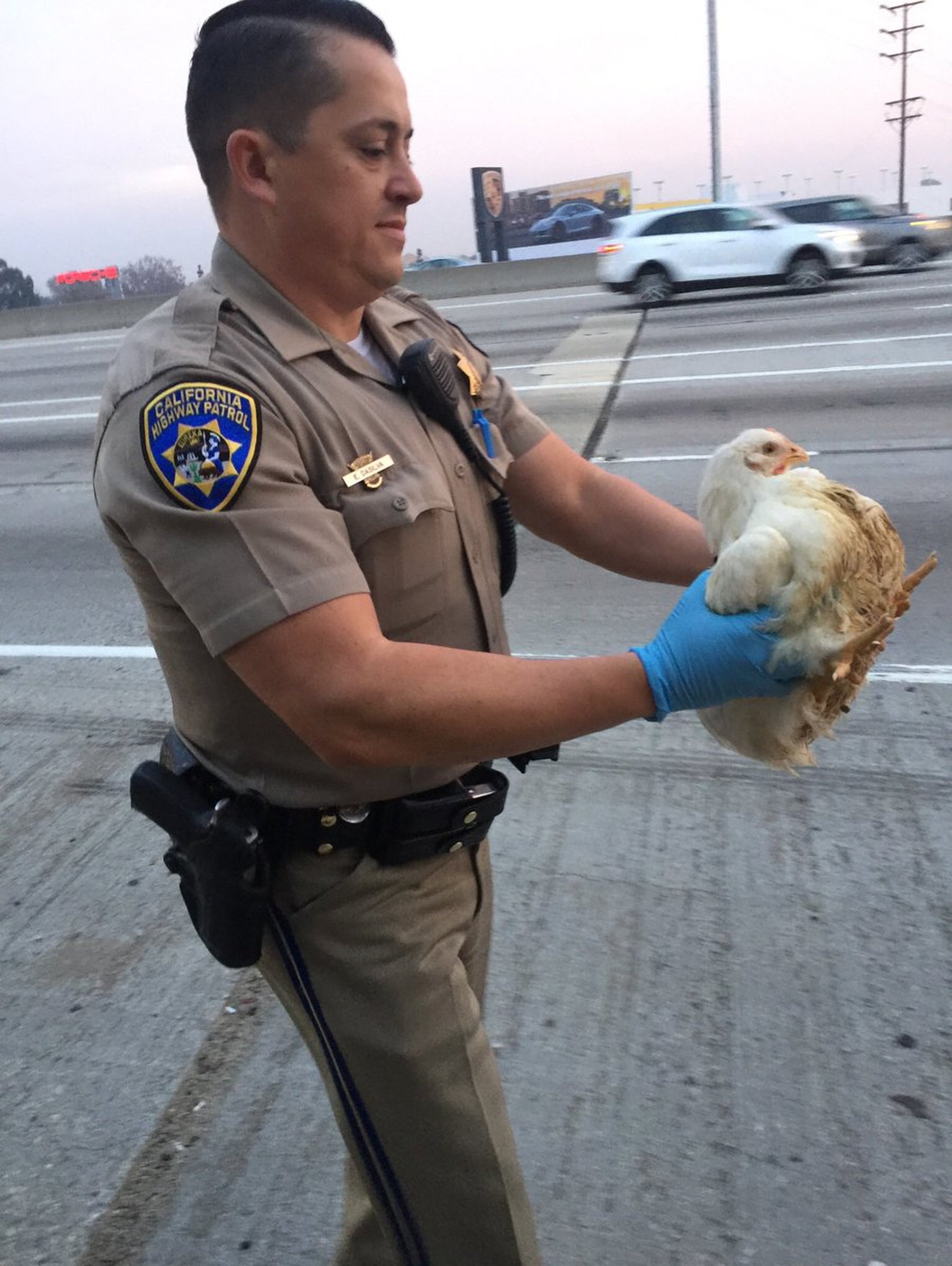 Brake for beaks: California officers save chickens from road | AP News