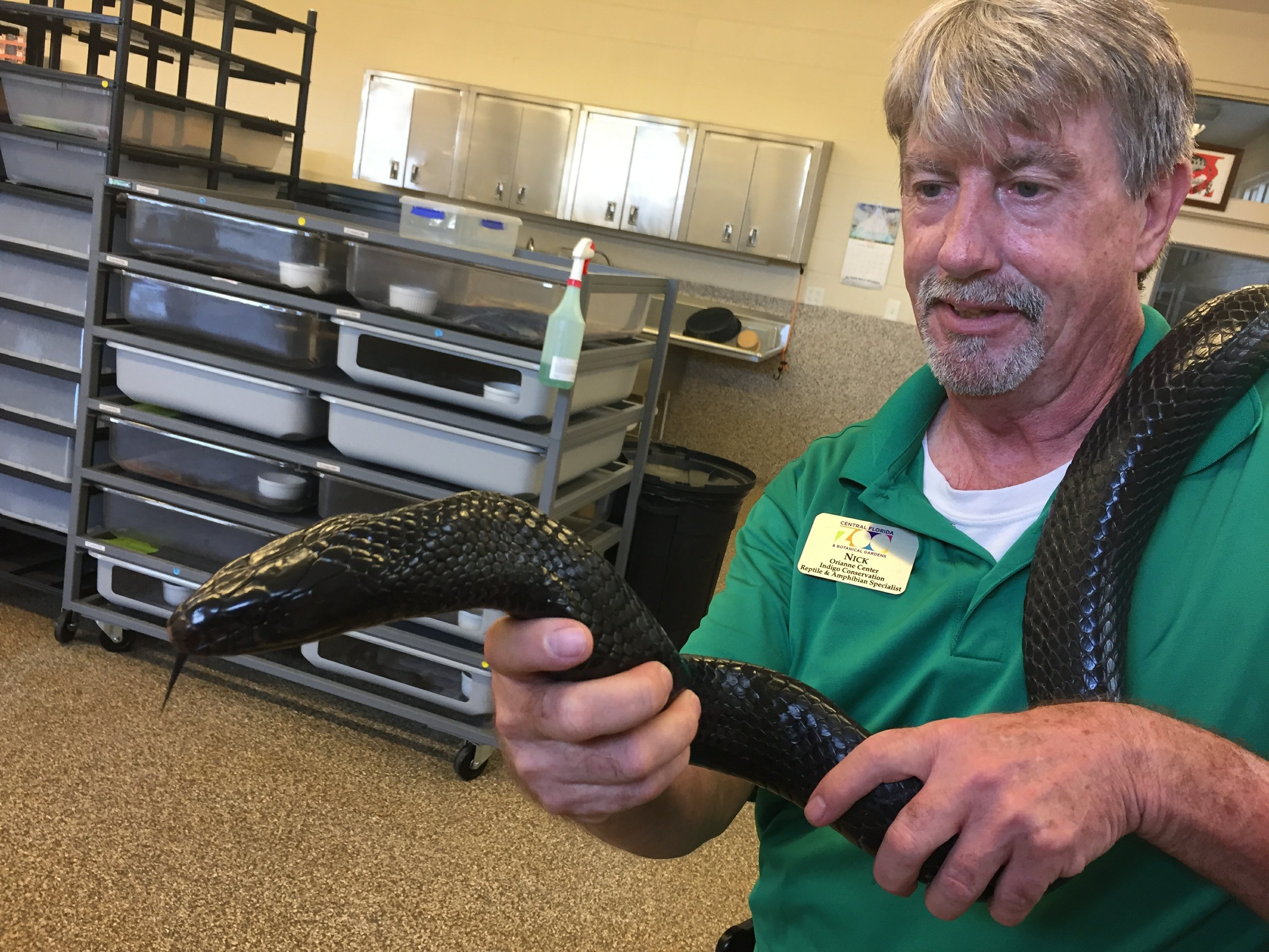 Man goes from alligator wrestler to reptile scientist | AP News
