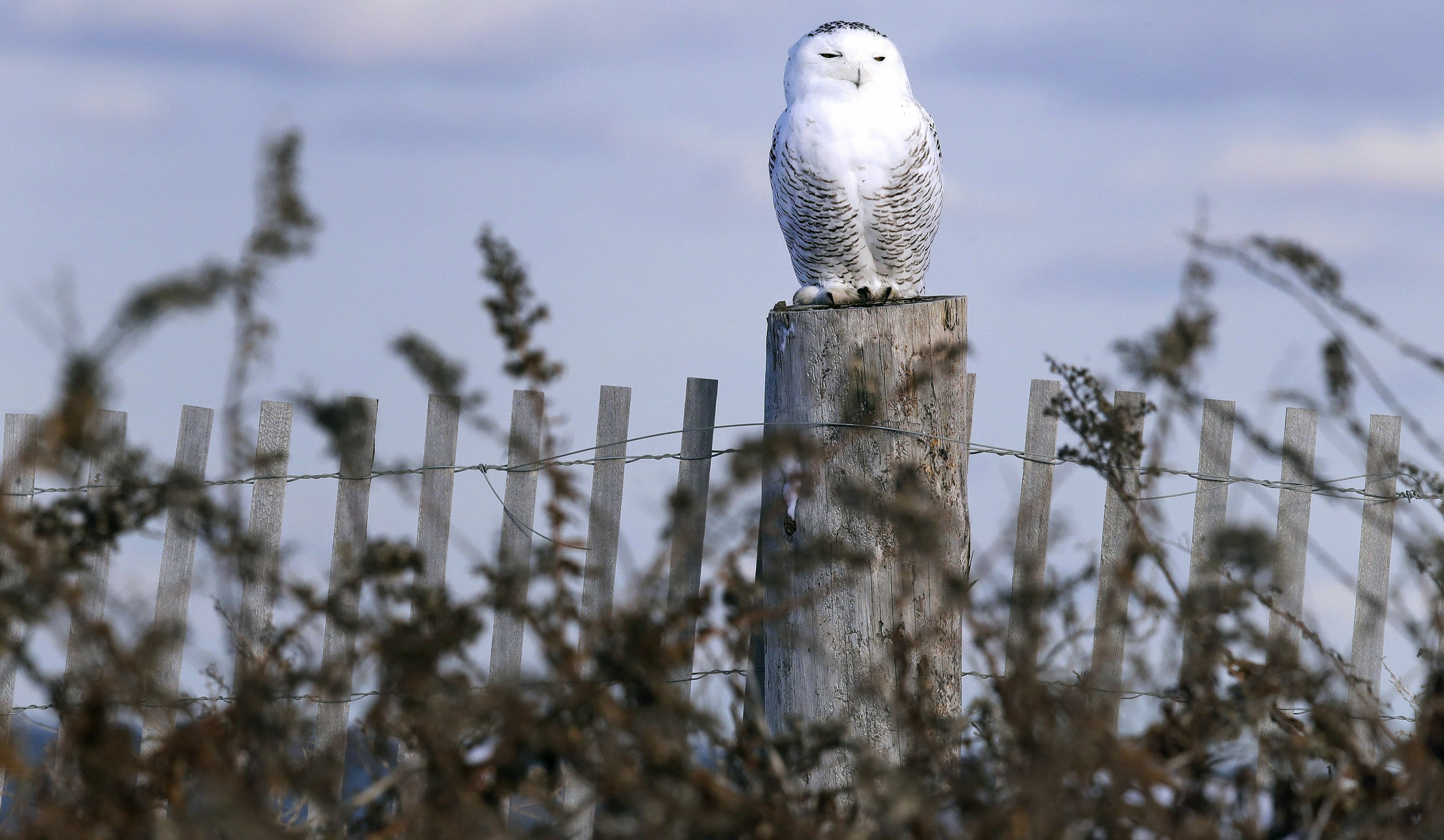 Snowy owls wintering in US fitted with tiny tracking devices | AP News