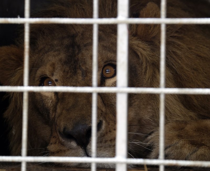 Two lions rescued from neglected zoos in war zones in Iraq and Syria ...