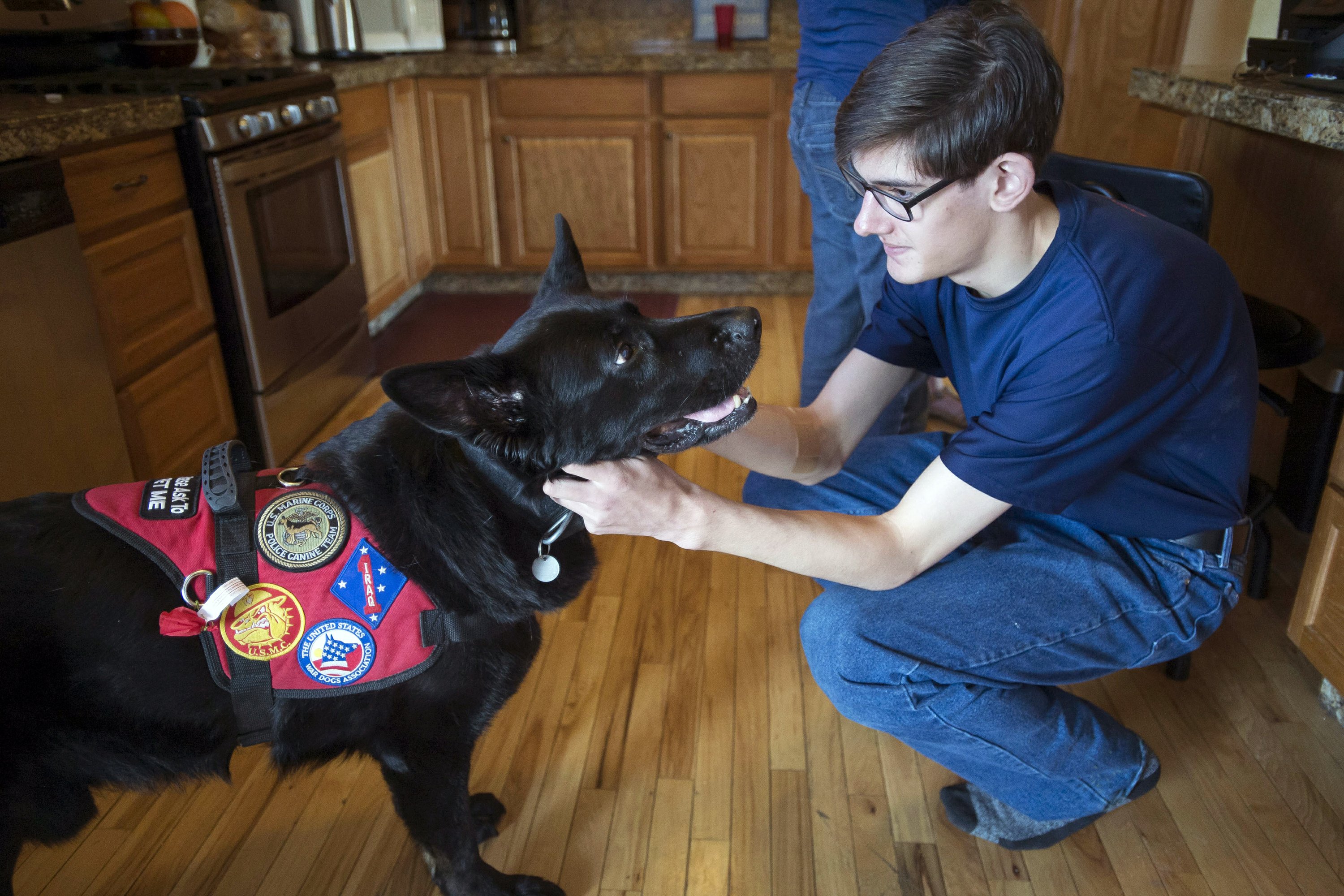 How Old Is A Dog To Retire From Service