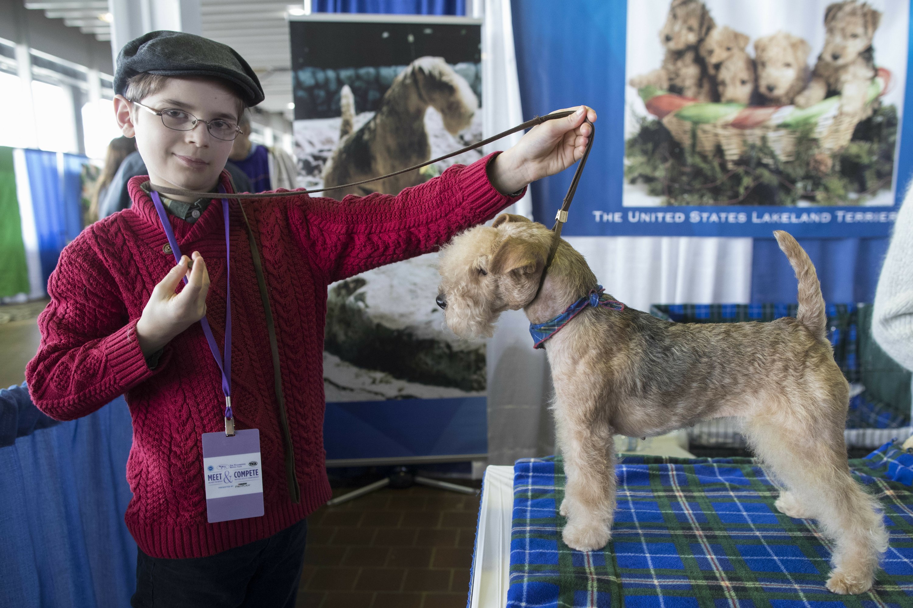 Dog show's young handlers take a grown-up sport in stride | AP News