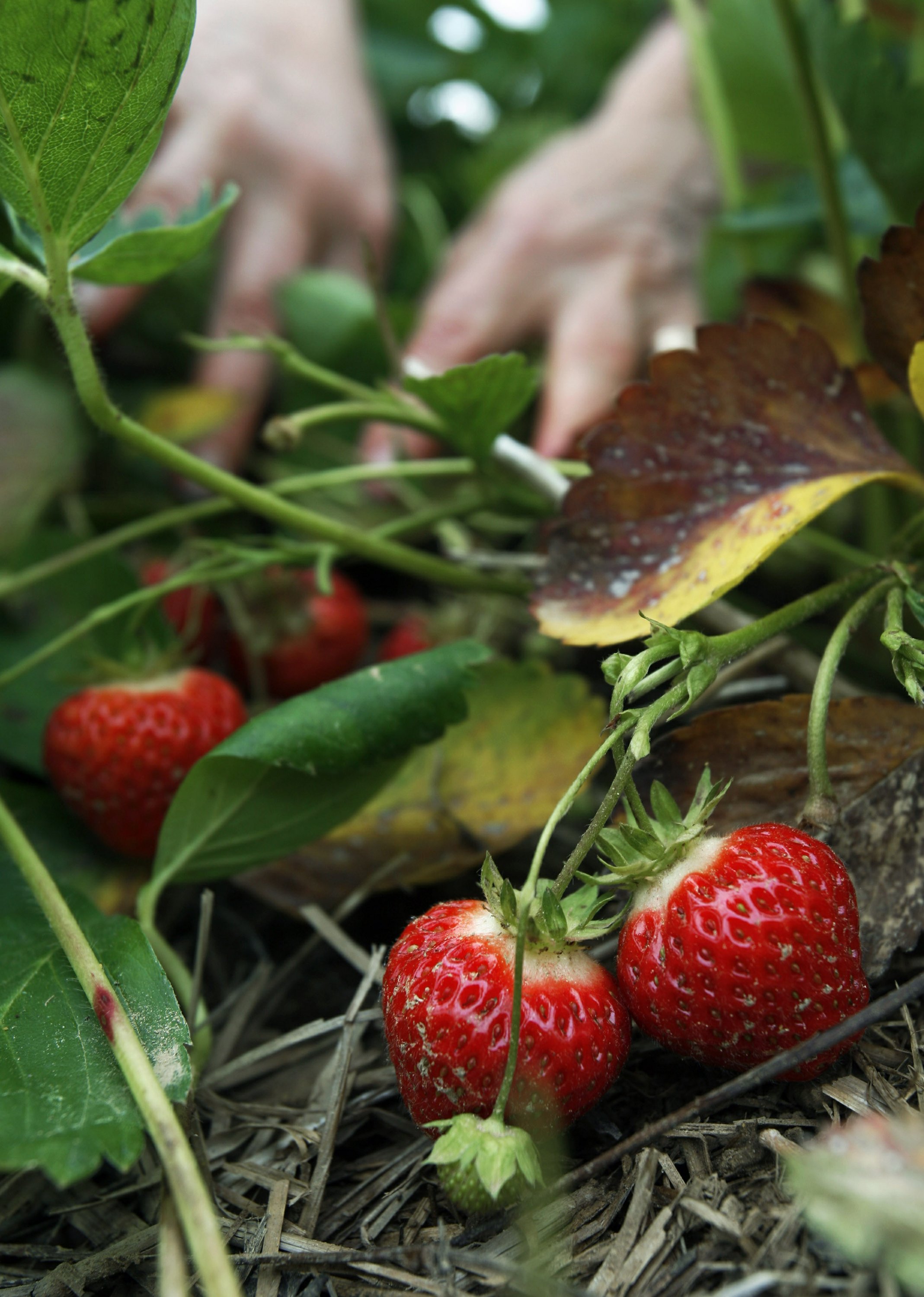 Gardening: quick and easy strawberries | AP News