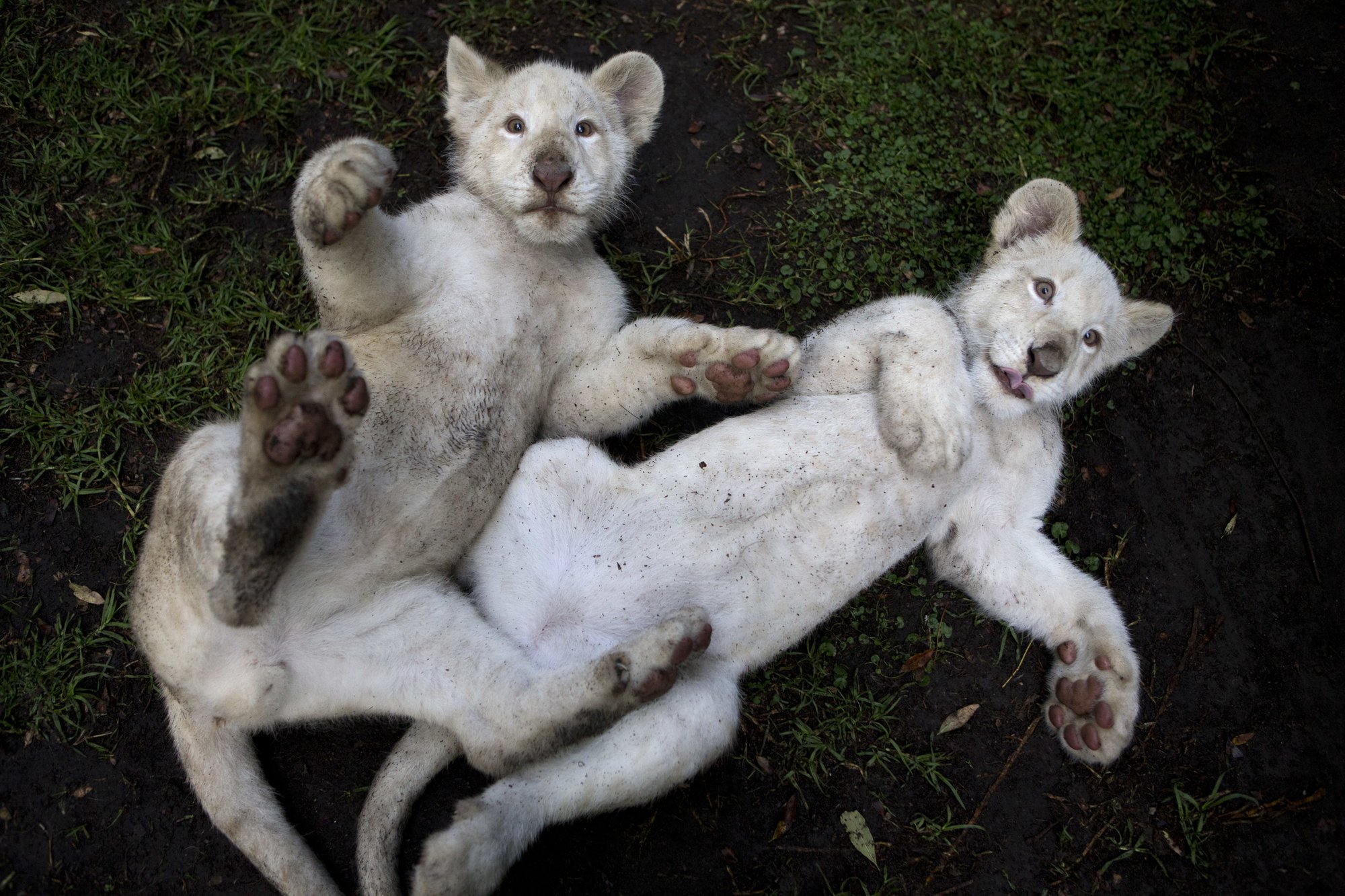 White Lion Animal Cubs