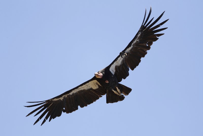 California Condor: Bringing it Home – Ugly and Unloved