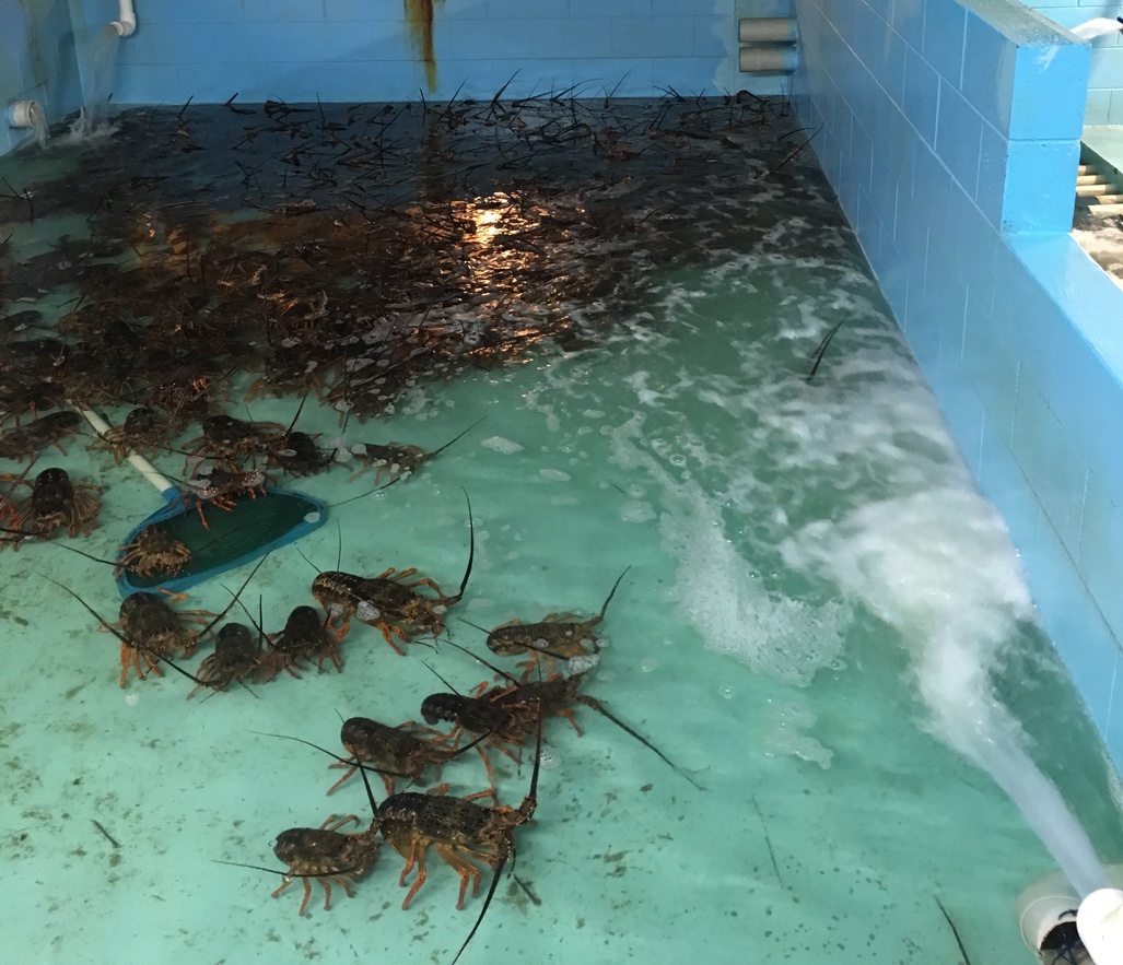 Aquaculture – AgFirst Engineering