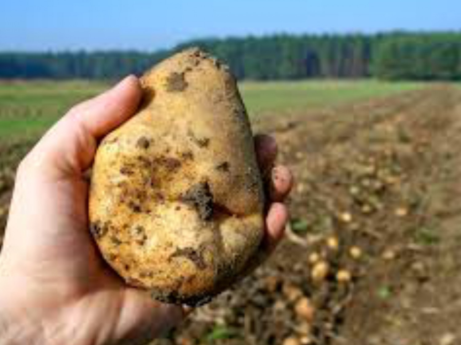 Fruit and vegetable - Rootcrops | Agrohof GROUP