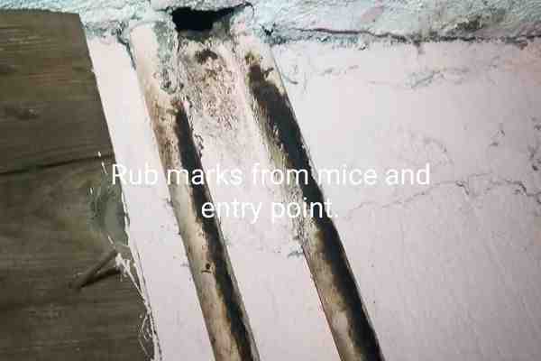 Pest Mouse Control: 7 Effective Ways to Solve Problems