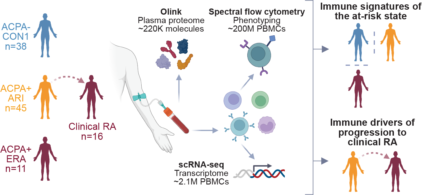 Human Immune System Explorer