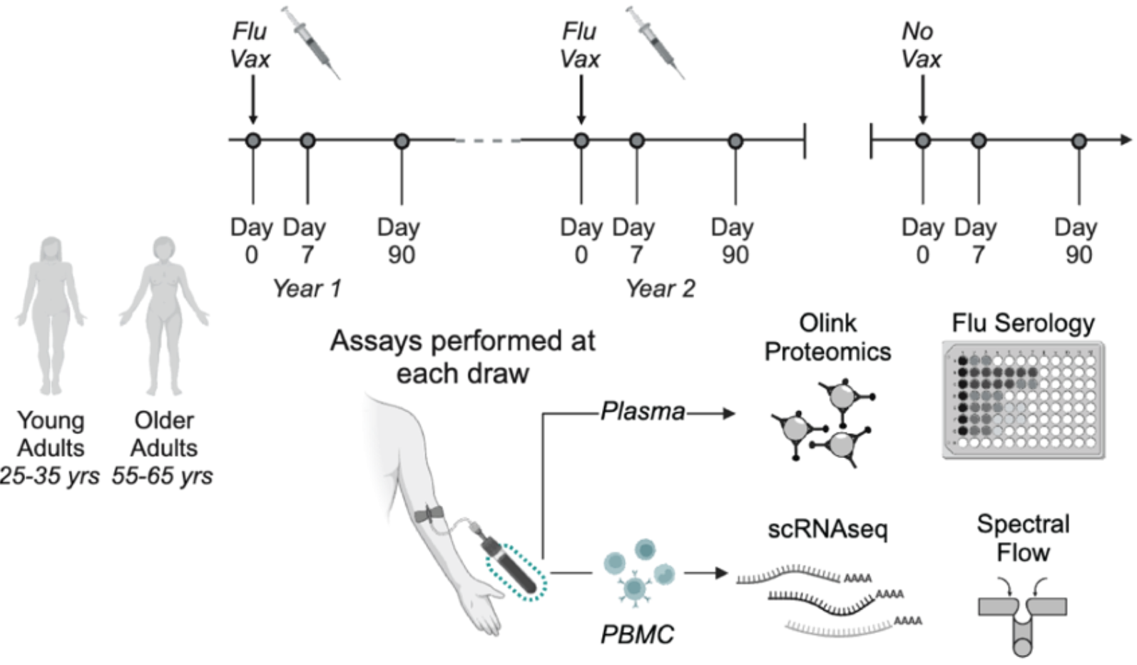Human Immune System Explorer