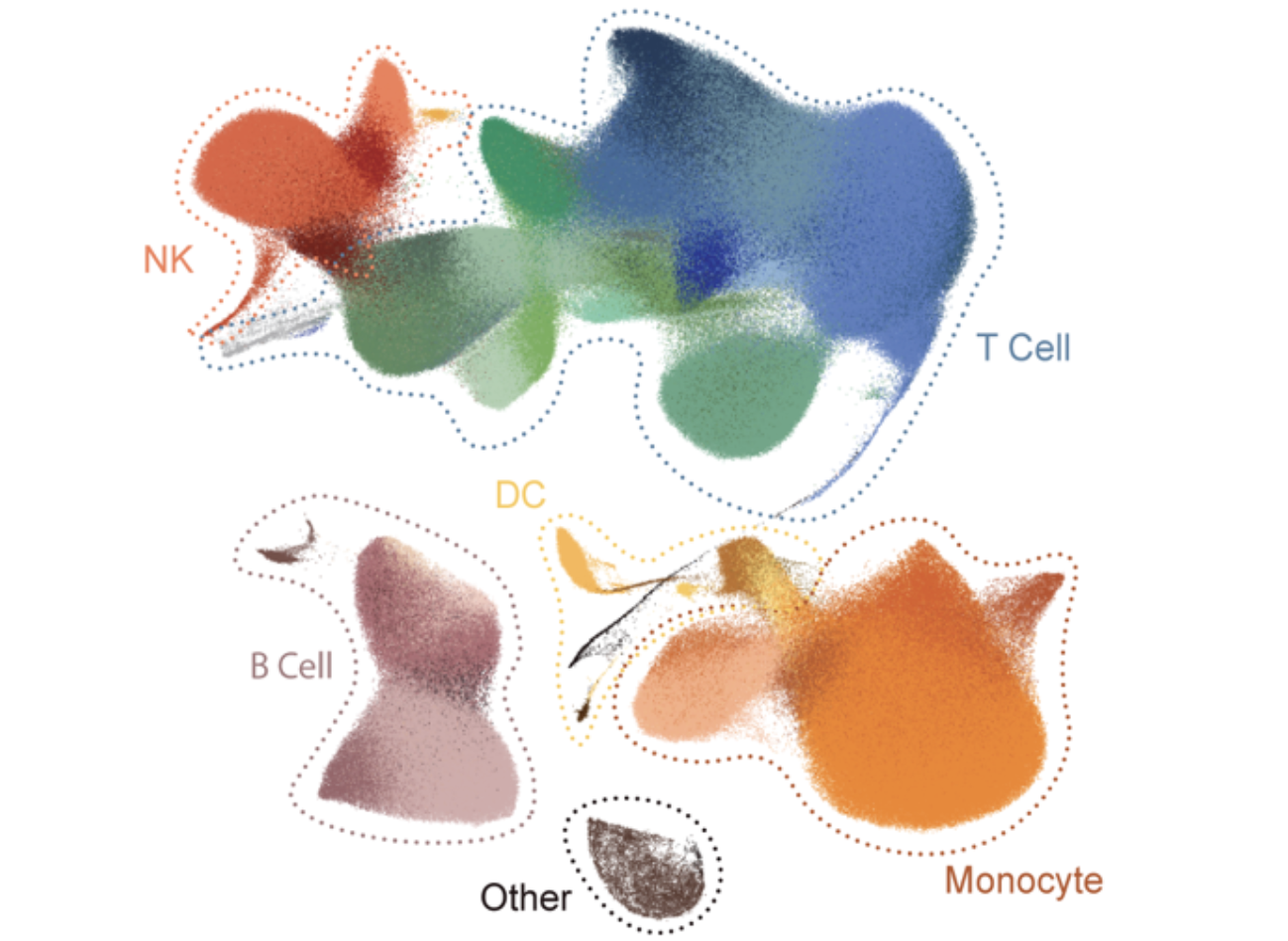 Human Immune System Explorer