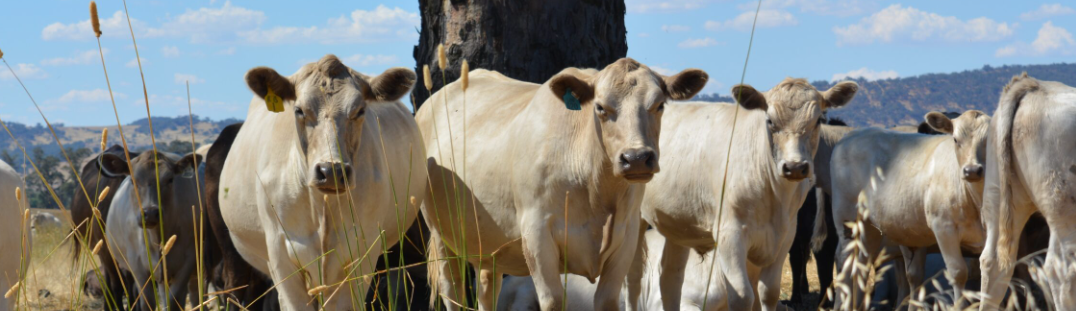10 Popular Cattle Breeds in Australia - AIRR