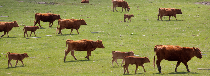 NEW MULTI-MINERAL INJECTION PROVIDES CONVENIENCE TO BEEF AND DAIRY ...