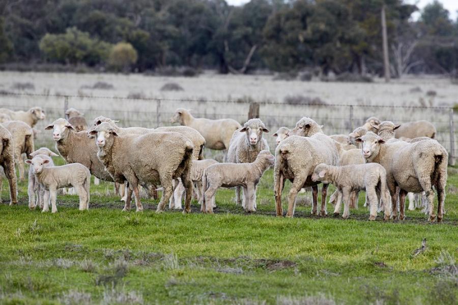 Monitoring worm burdens through worm egg count tests in cattle ...