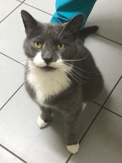 Mr Grey – All Animal Rescue