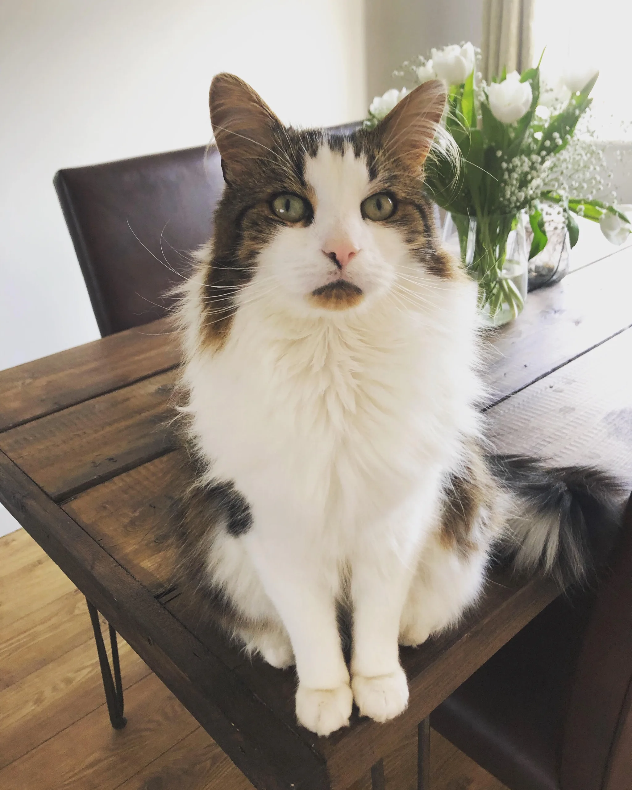 Binky Update! – All Animal Rescue