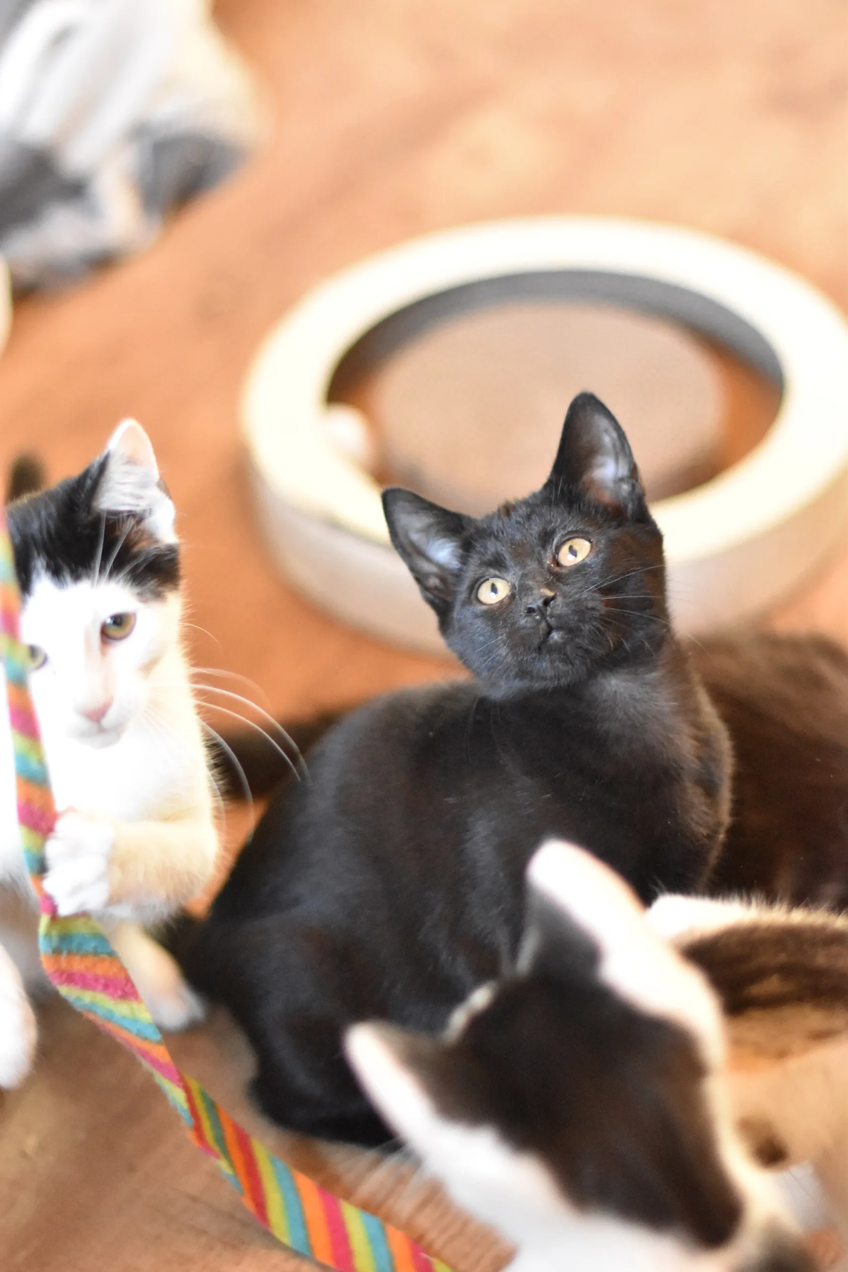 Bianca – Has now gone to an amazing new home on the Island of Guernsey ...