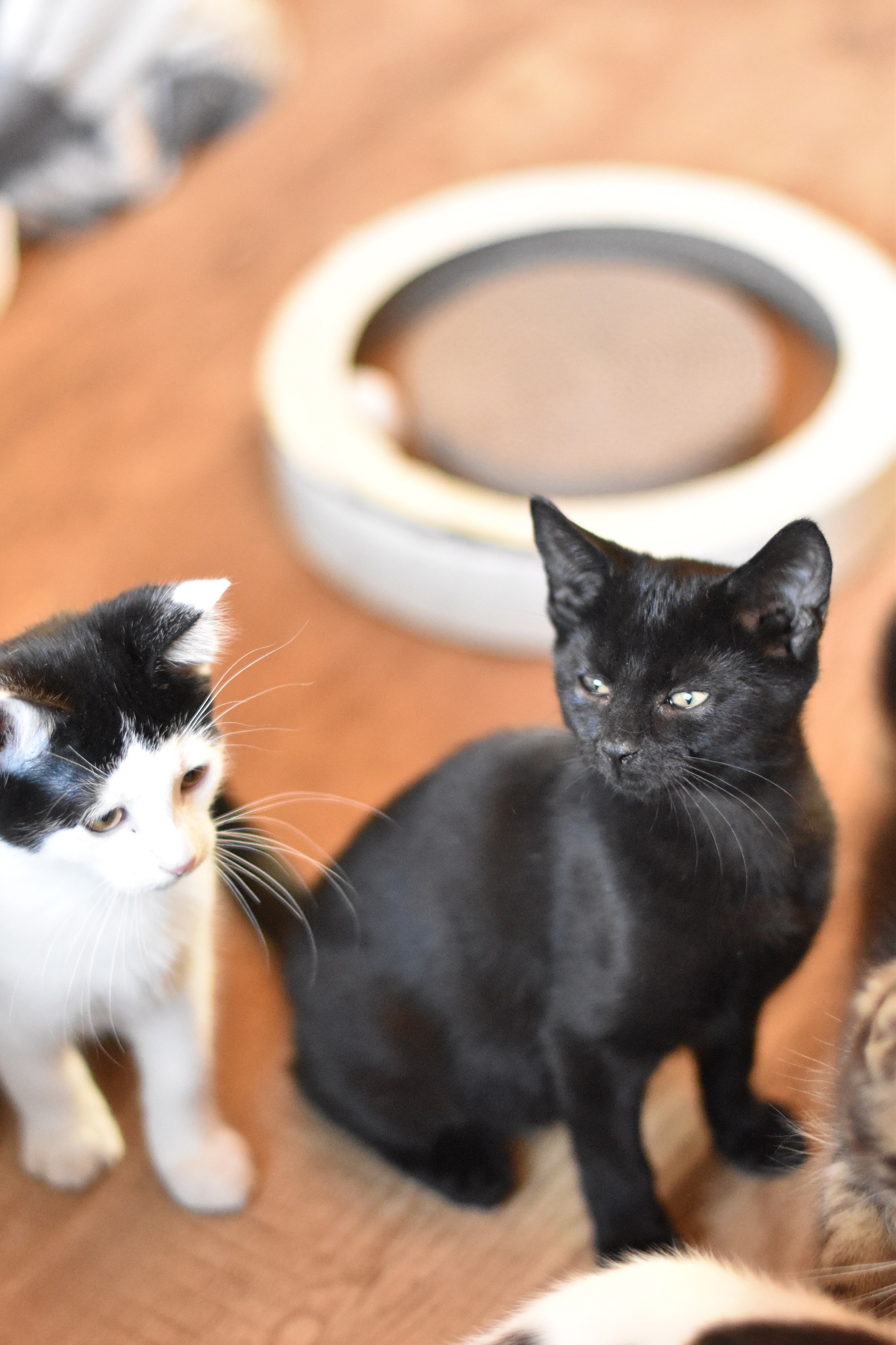 Bianca – Has now gone to an amazing new home on the Island of Guernsey ...