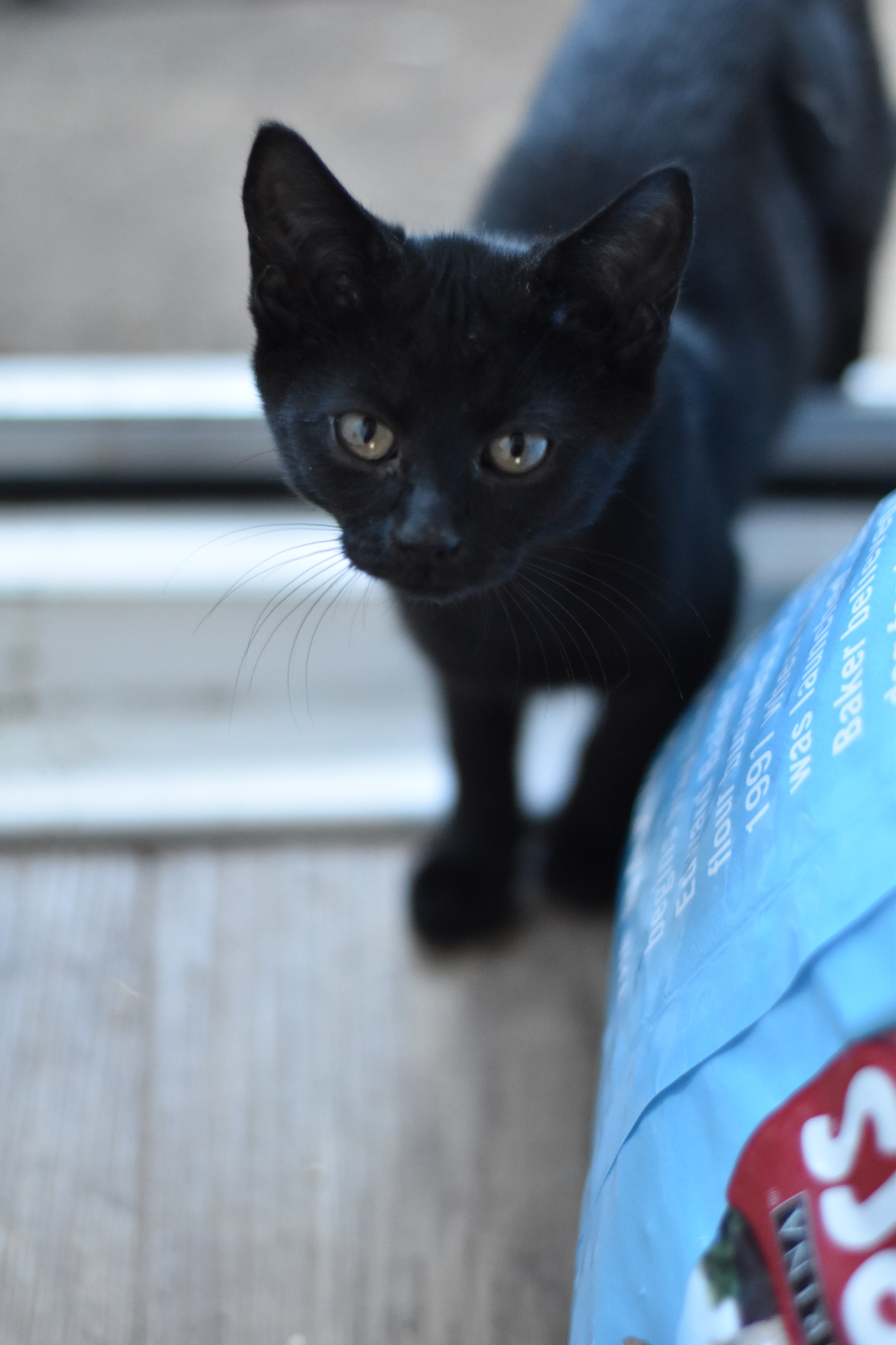 Bianca – Has now gone to an amazing new home on the Island of Guernsey ...