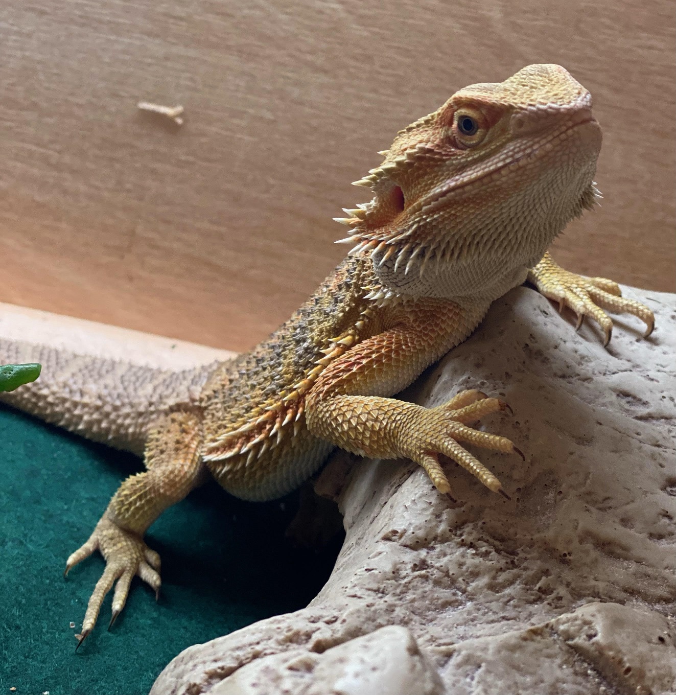 Syrax – Has now found a fab new home with one of our volunteers (who is ...