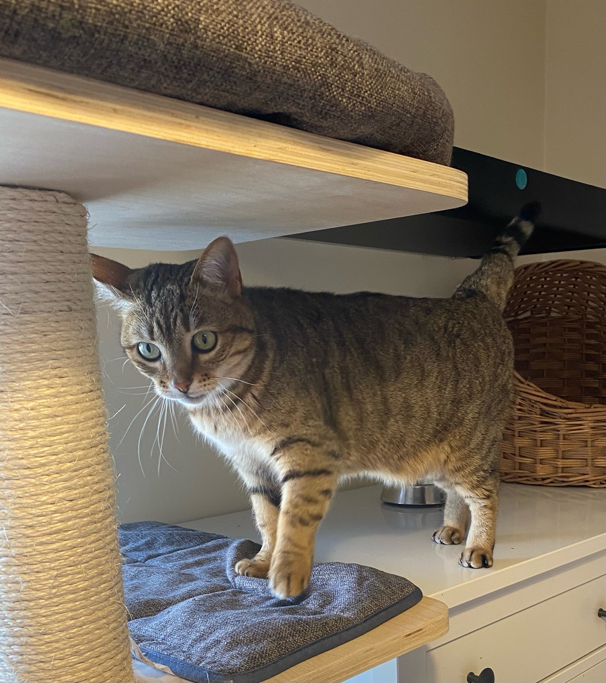 Lara – Has now gone to a fab new home thanks to the Park Inn Shirley ...