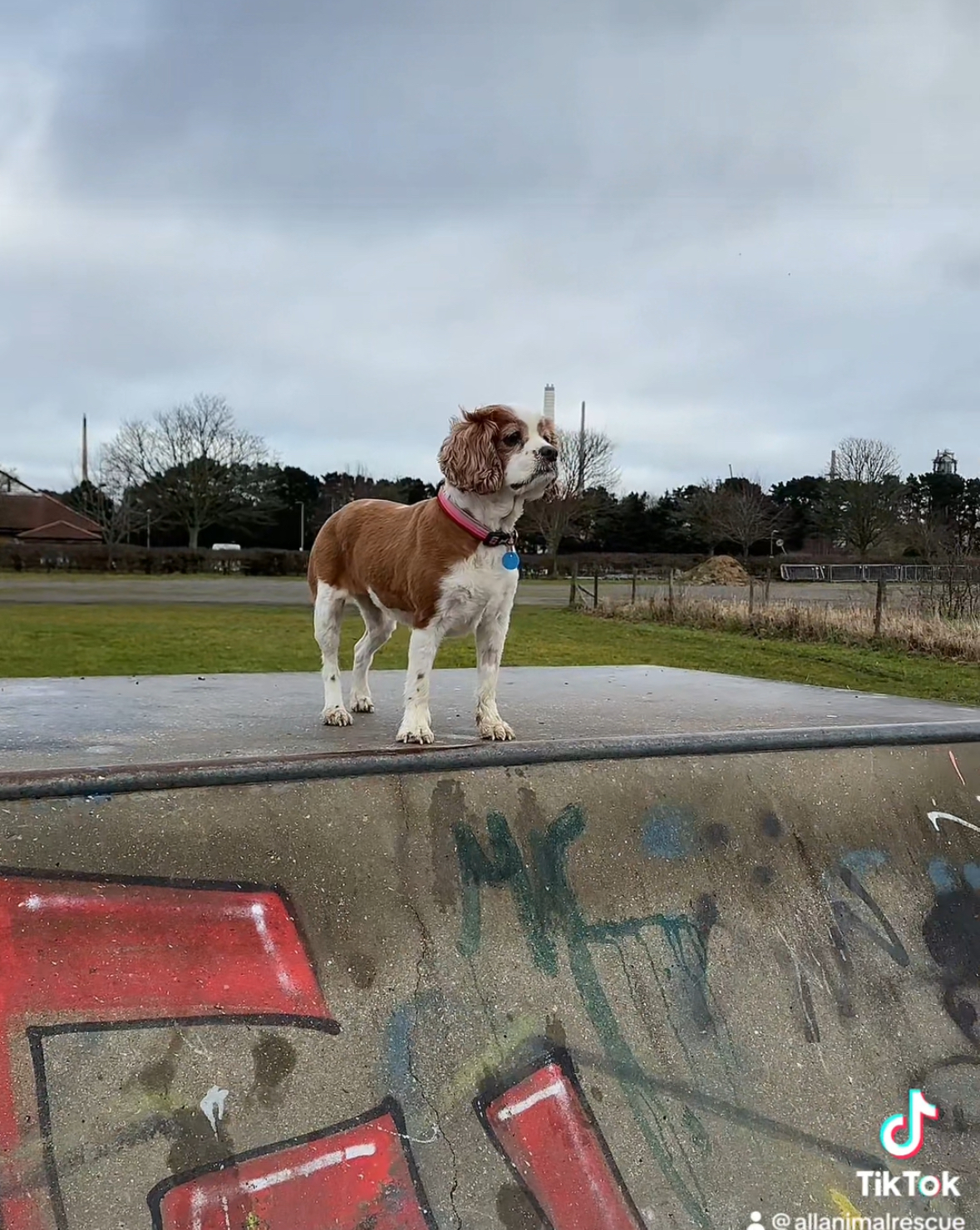 Lola – Lola has found an amazing new home, just round the corner! I get ...