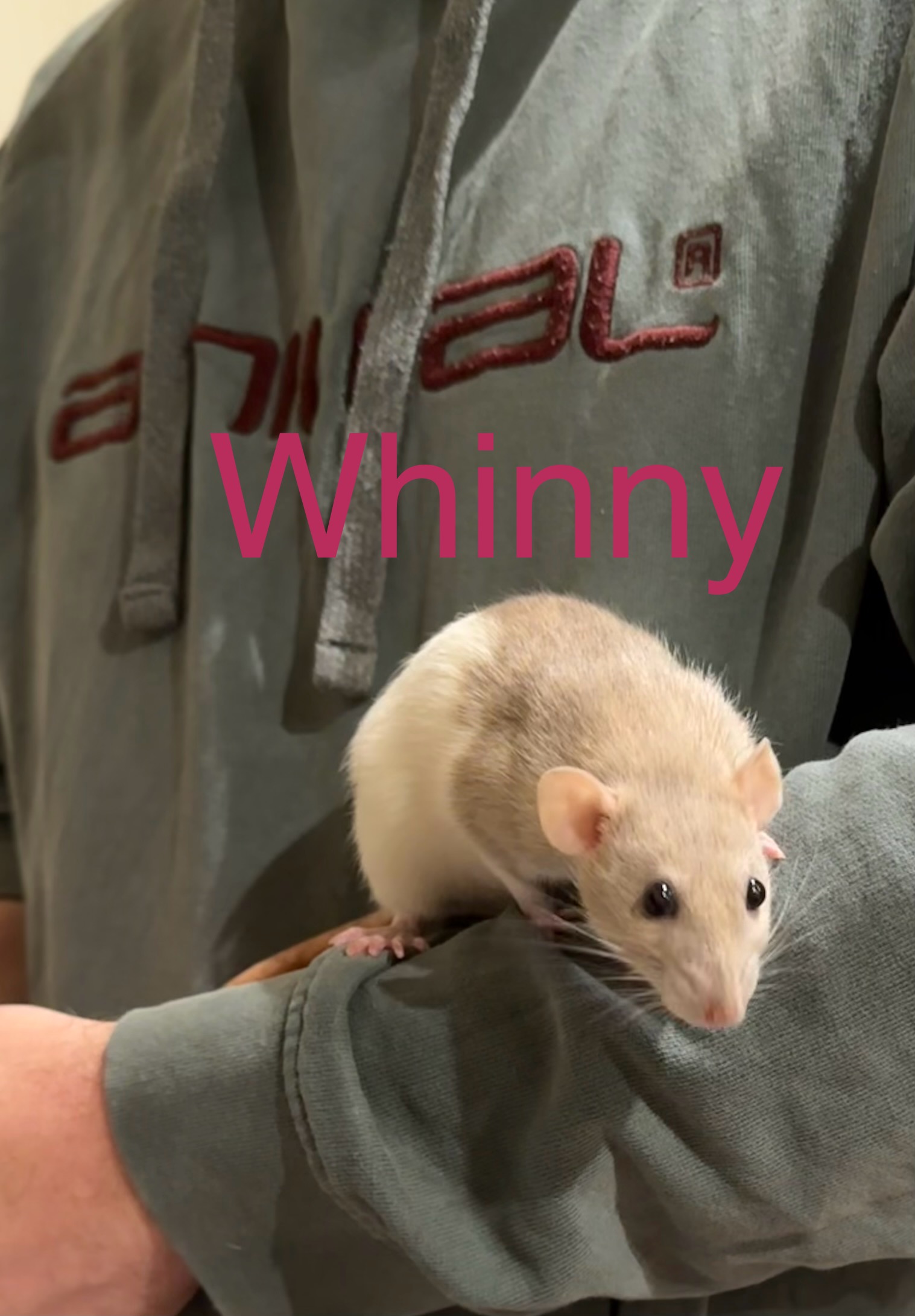 70e131d3-image2 – All Animal Rescue