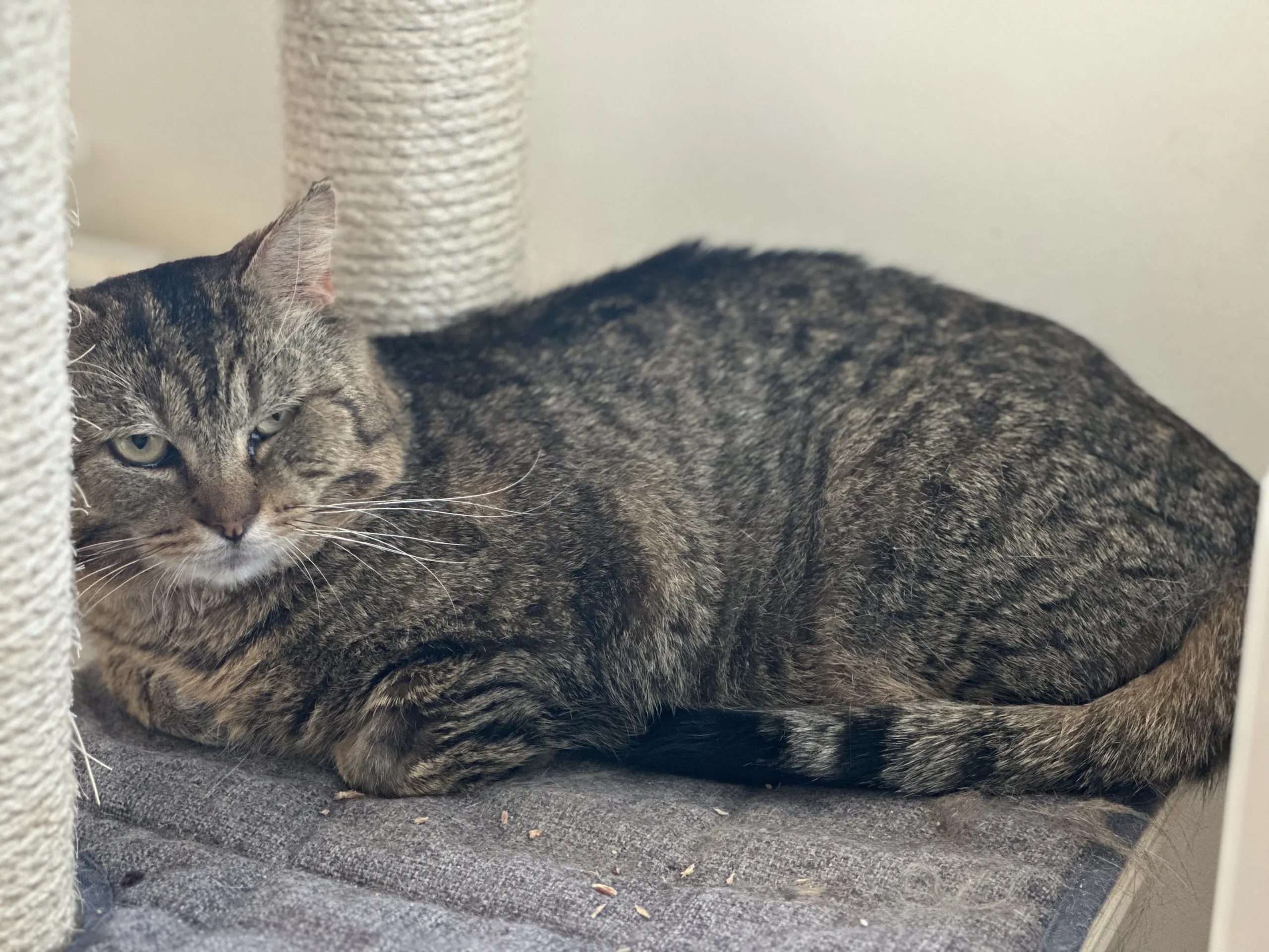 Jeff – Now has a fab new home in Winchester! He has really landed on ...