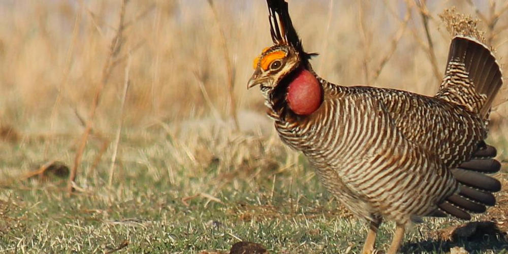Lesser Prairie-Chicken Initiative (LPCI) Guide - Ambrook