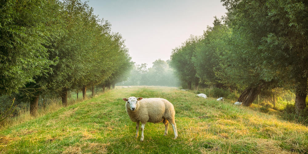 Contour Lines Tree Planting Grant Guide - Ambrook